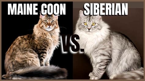 Are Siberian Cats Bigger Than Maine Coons At Anita Mackey Blog