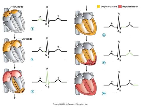 Heart Depolarization And Repolarization Quiz