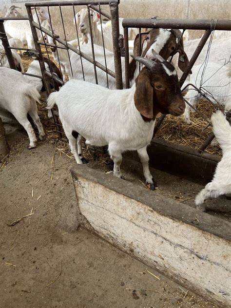 Disponibili Tapi Si Iedute Din Rasa Boer Vaccinate Si Deparazitate