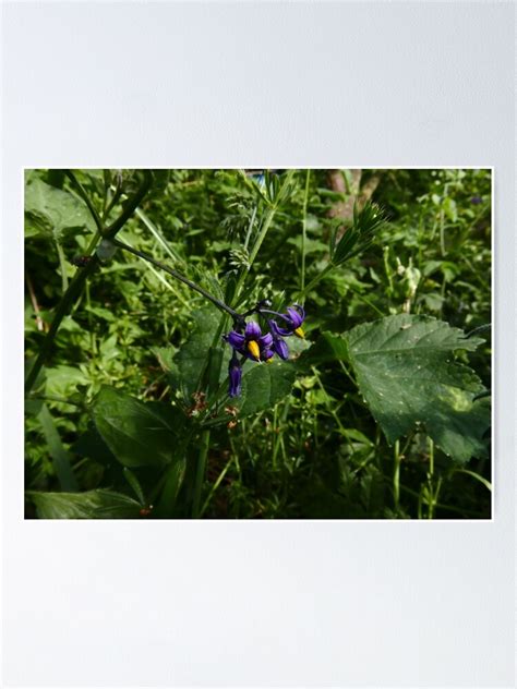 Woody Nightshade Solanum Dulcamara Poster For Sale By