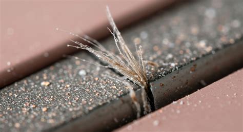 Social Gradient → Term