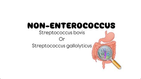 Non Enterococcus Microbiology Streptococcus Bovis Or Streptococcus
