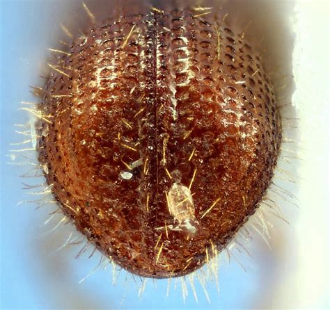 Xyleborus Dryocoetes Granicollis Bugguidenet