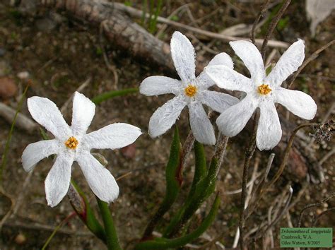 Angiosperm Families Haemodoraceae R Br