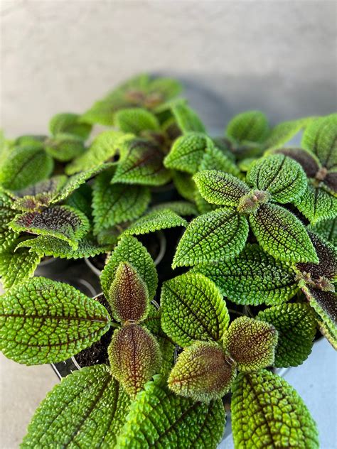 Pilea Mollis Moon Valley Plant 6cm Pot Perfect House Plant Terrarium