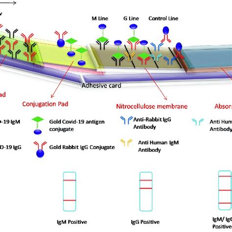 Steps In Lateral Flow Immunoassay Lfia Based Covid 19 Diagnosis