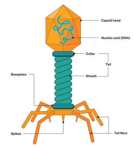 Bacteriophage Diagram And Functions Bacteriophage Virus Stru