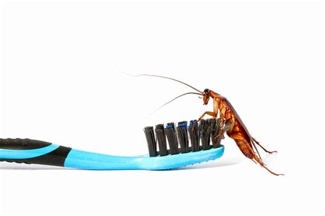 Cockroach Allergy Health Concerns And Prevention Tips In Raleigh Homes