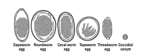 Coccidiosis In Chickens Dummies