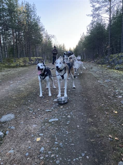 Fall Husky Training Experience Polaris Experiences