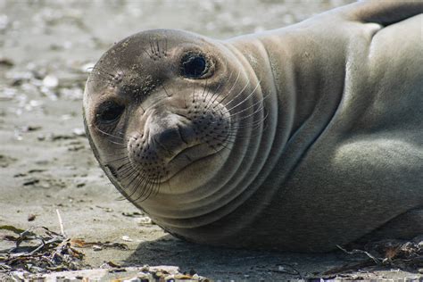An Elephant Seal Northern Elephant Seal In Manhattan In 2025 Yleav
