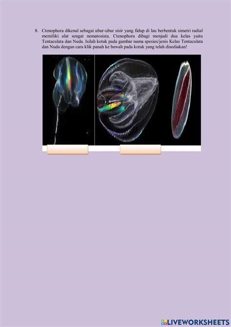 Coelenterata Worksheet Live Worksheets