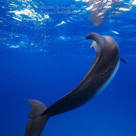 Gator Chris Gator Chris Added A New Photo