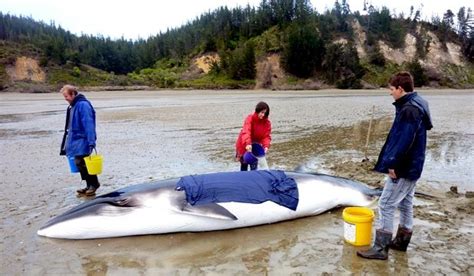 Sei Whale Ocean Treasures Memorial Library