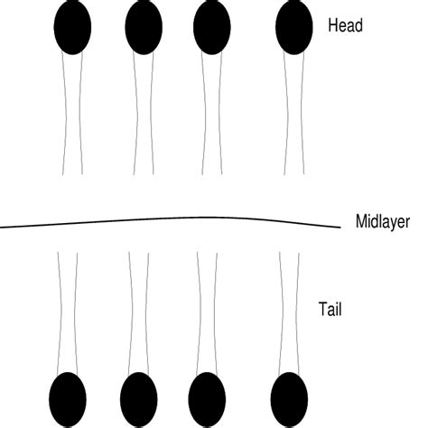 1 Configurations Of Amphiphilic Molecules Within A Bilayer Download Scientific Diagram