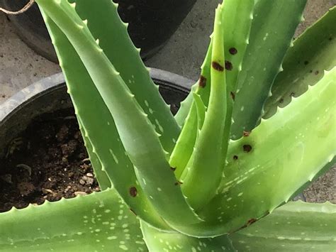 Aloe Vera Schwarze Flecken Schwarze Blätter Bei Aloe Bgvd