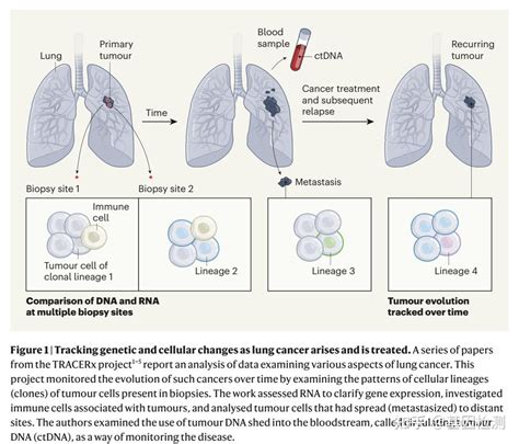 肺癌进化的分子图谱 知乎