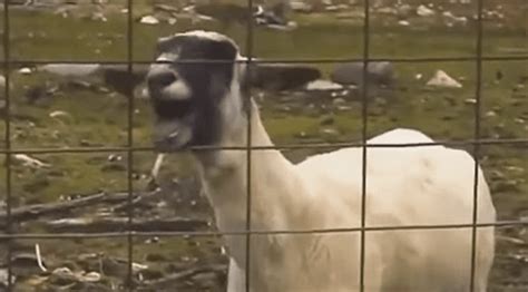 Goats Yelling Like Humans Compilation