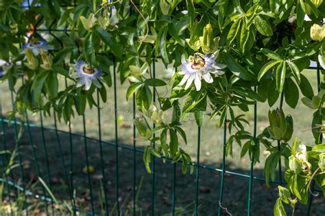Gardening Landscaping Flowers Of Passiflora Passiflora Caerulea