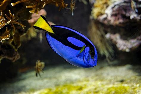 Paracanthurus Hepatus Blue Surgeonfish Underwater In Sea With Corals In