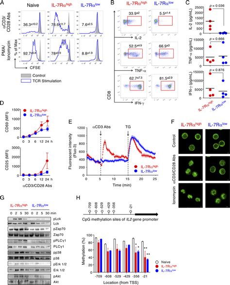 Il 7ra Low Em Cd8 T Cells Proliferate Poorly And Make Less Il 2 And