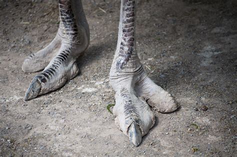 Ostrich Feet Roxanne Ready Flickr