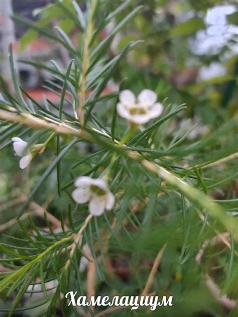 Chamelaucium Chamelaucium