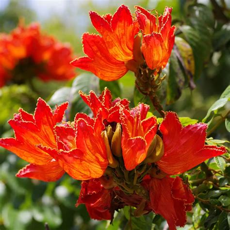 14 Worst Invasive Plants In Hawaii And 28 Natives To Plant Instead