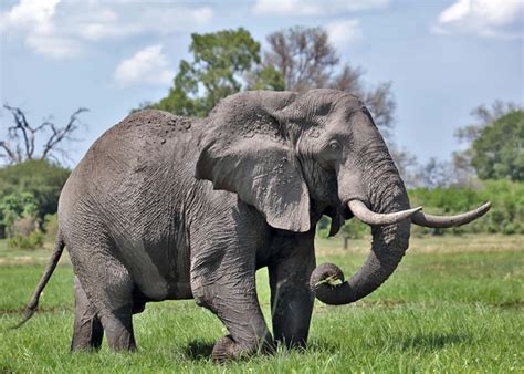 [400 ] Elephant Pictures