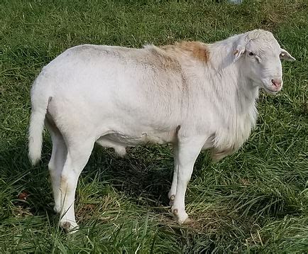 Greenfield Grazing Pasture Raised Lamb Registered Royal White Sheep