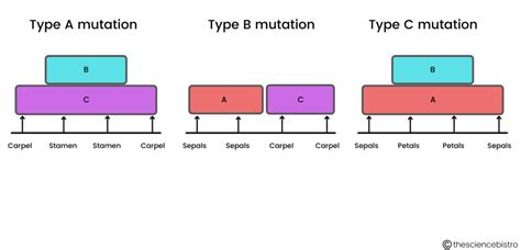 Abc Model Of Flower Development In Plants The Science Bistro