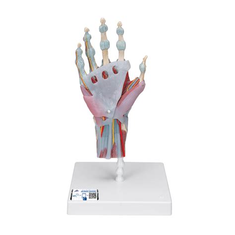 Hand Skeleton Model With Ligaments And Muscles Medisave Uk