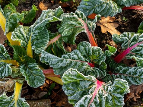 Cold Tolerant Vegetables Ranked From Least To Most Hardy