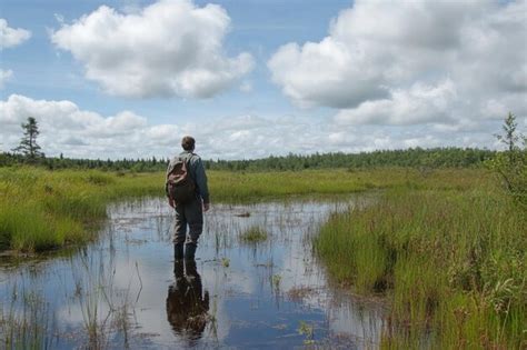 Quantifying Bog Ecosystems Carbon Storage Ar Generative Ai Premium Ai Generated Image