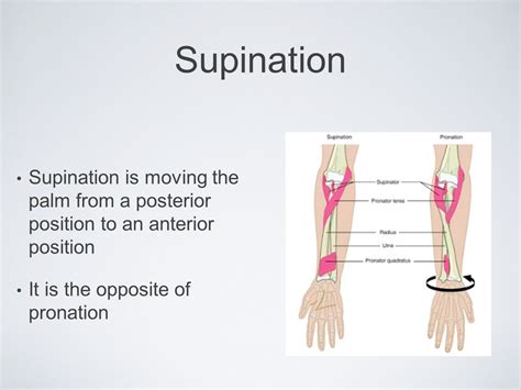 Muscle Movements Types And Names Ppt Video Online Download