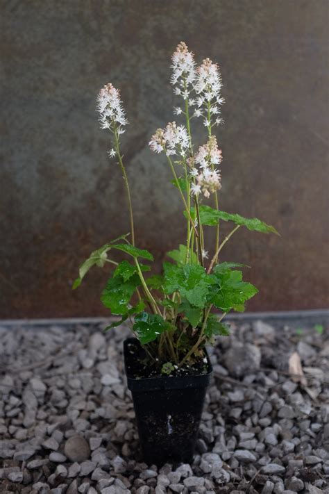 Tiarella Wherryi Foam Flower Perennial In Lexington Ky Michlers