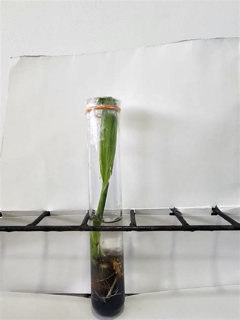 Detect Flask Model V2 Object Detection Dataset And Pre Trained Model By Tissuecultureproject