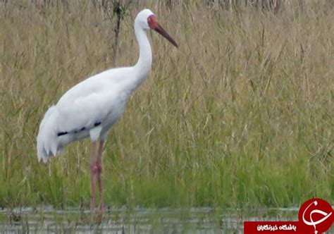 تنها بازمانده درنای سیبری در فریدونکنار تصاویر