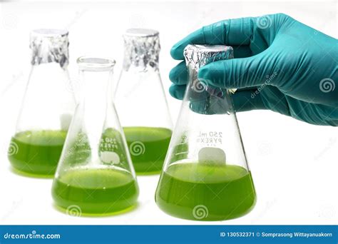 Marine Plankton Or Microalgae Culture Into Erlenmayer Flask In Stock