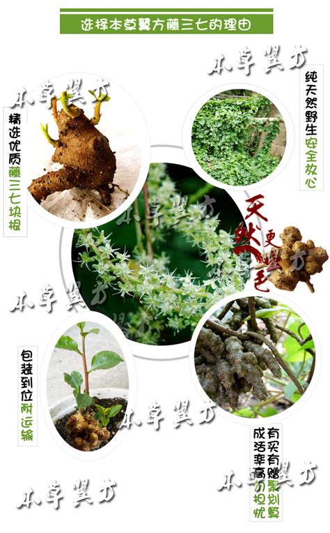 家养三七图片三七草长什么样图片岩三七图片大山谷图库