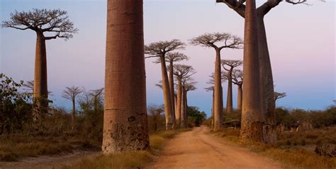 Madagascars Iconic Baobab Tree Gvi