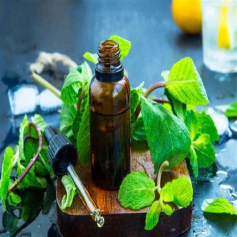 Mention Mint Extract At ₹ 2000kg Mint Extracts In Navi Mumbai Id