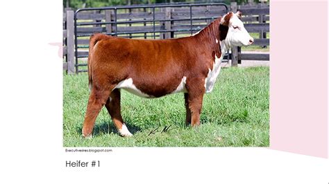 Livestock Judging Breeding Heifers At Debra Covington Blog
