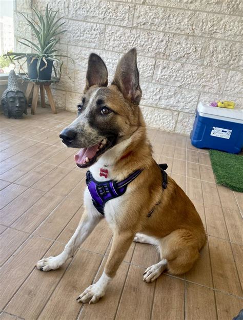 ירושלים אומצה חמסה 🪬 כלבה יפייפיה טובה ומחונכת מחפשת התחלה חדשה בגל הנטישות שלא פוסח גם