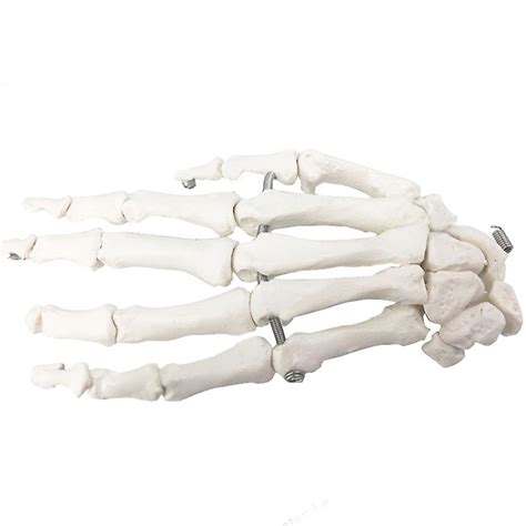Medical Human Hand Joint Model Hand Bone Ulna Radius Model Human