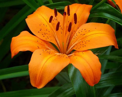 Orange Lily Flower Benefits At Rory Campbell Blog