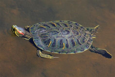 Pond Slider Waddill Wildlife Refuge · Inaturalist