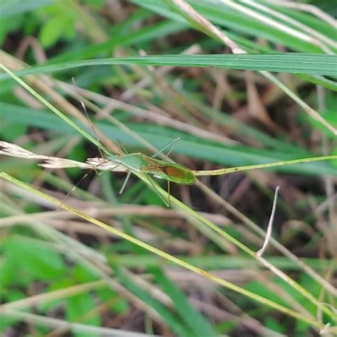 호리허리노린재
