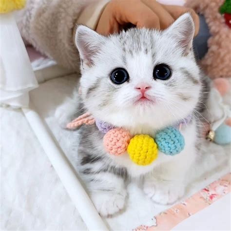 Available Kittens Dynasty Munchkin Cattery