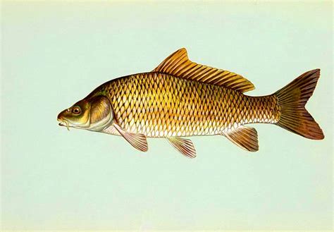 Ücretsiz Resim Sazan Balığı Balık